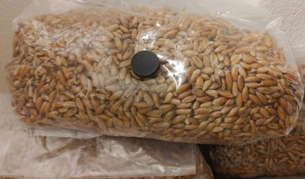 Whole Oats (Recleaned) Spawn (COMING SOON) – Myco Center